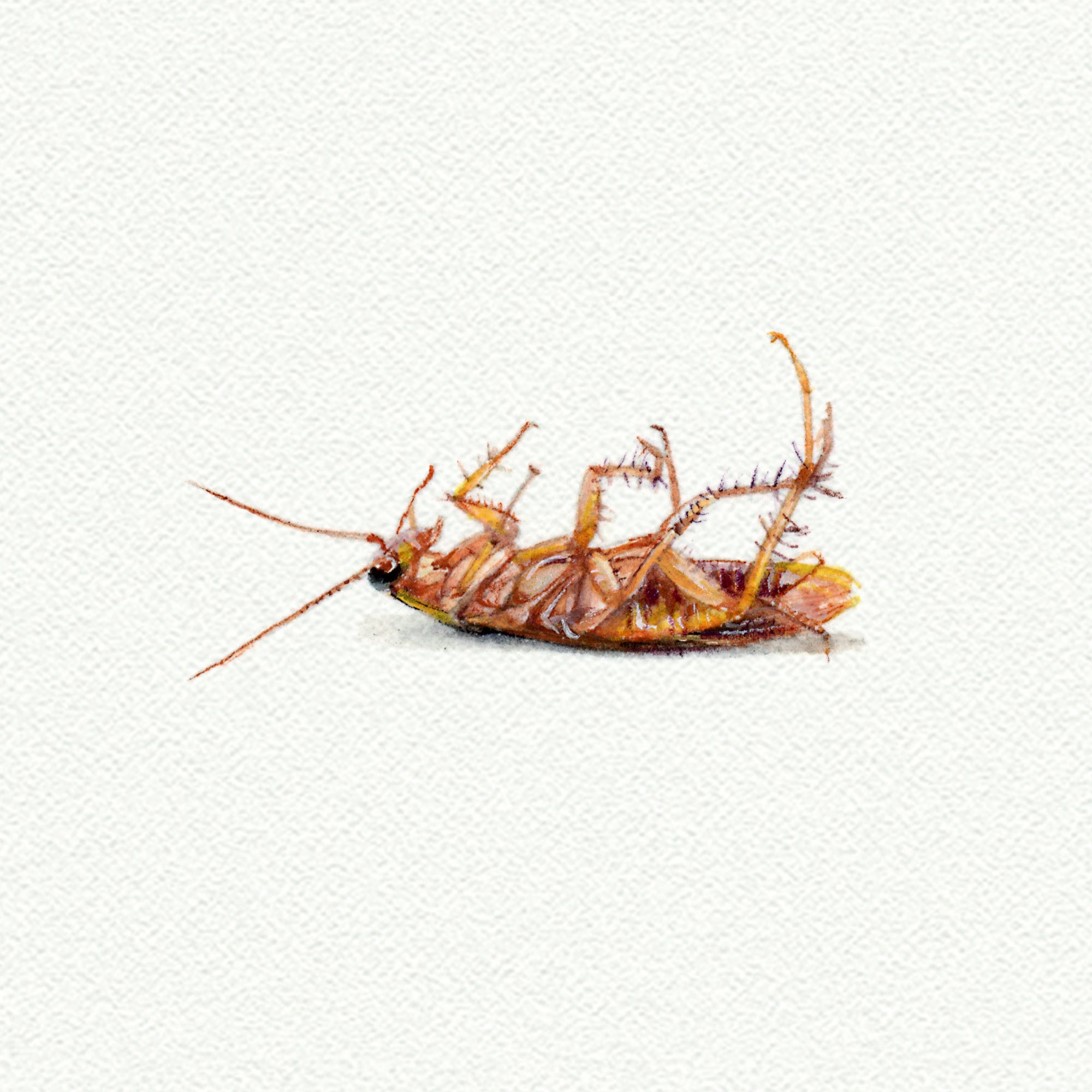 Cockroach | miniature painting | karen libecap miniature painting ...